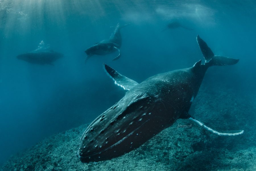 How to Photograph Humpback Whales Underwater - Nature TTL