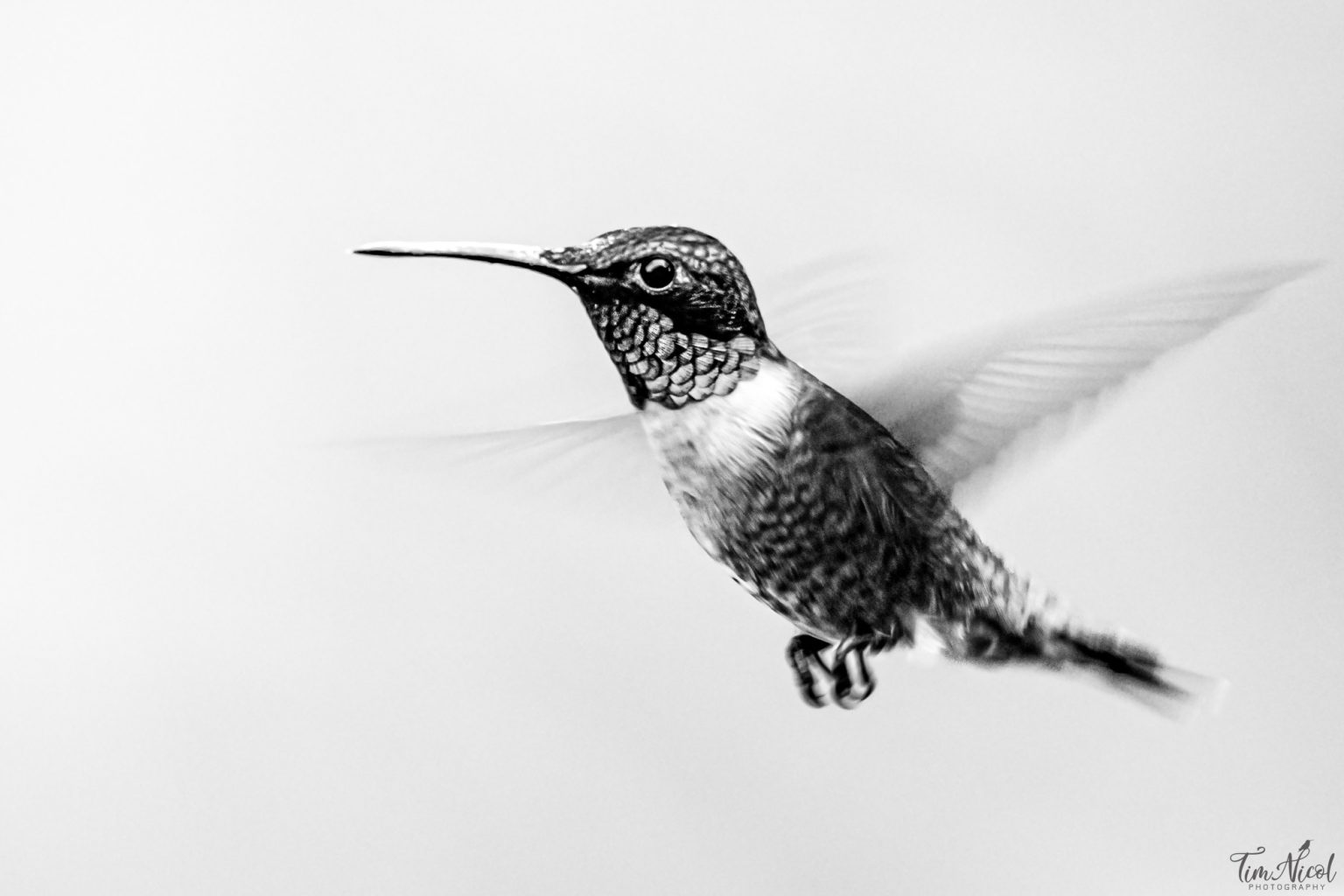 Weekly Photography Assignment: Birds in Flight - Nature TTL