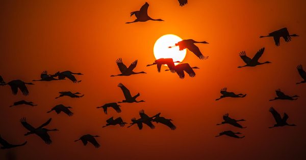 Weekly Photography Assignment: Birds in Flight - Nature TTL