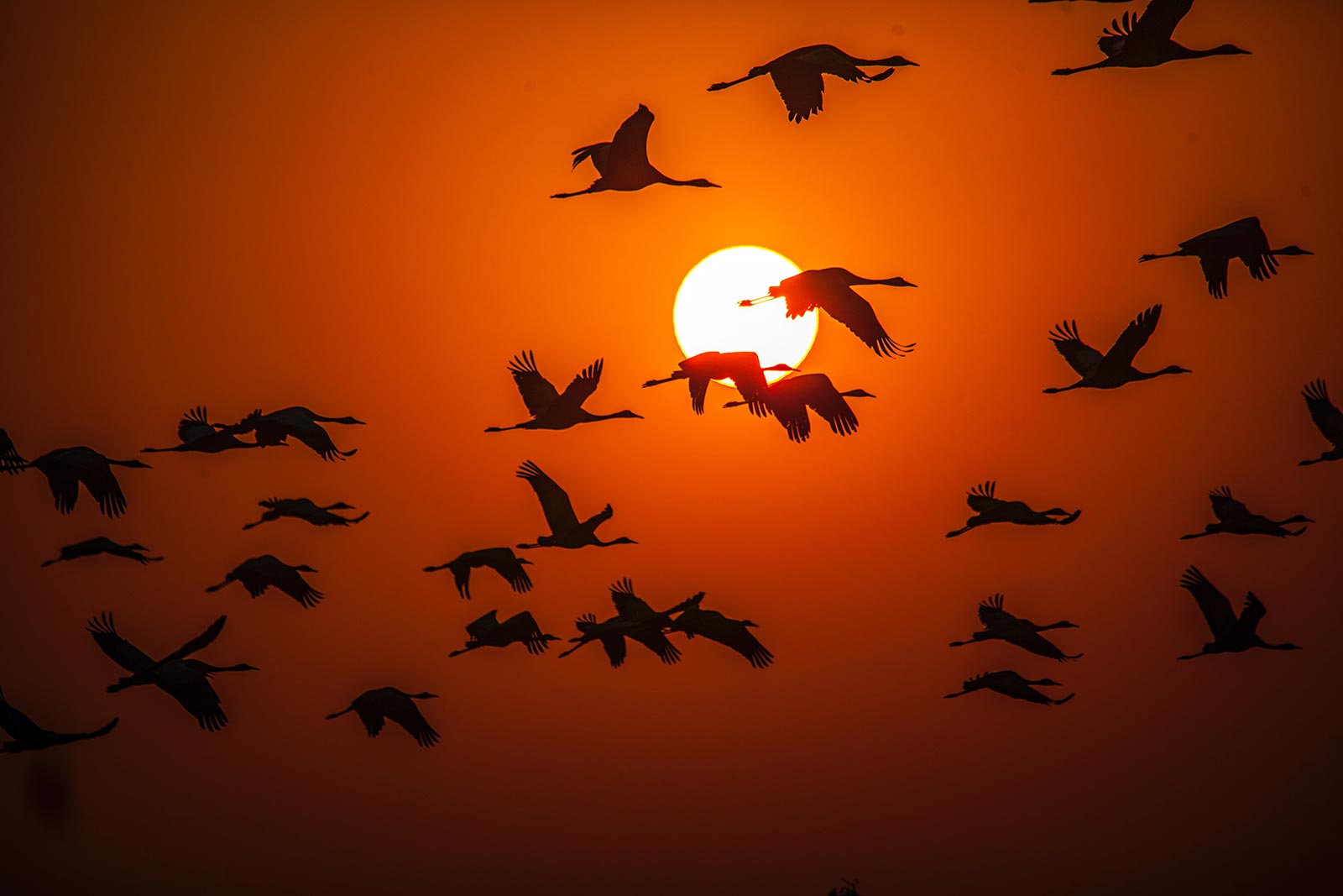 Weekly Photography Assignment: Birds in Flight - Nature TTL
