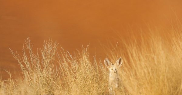 Searching for Wildlife in the Sahara Desert - Nature TTL