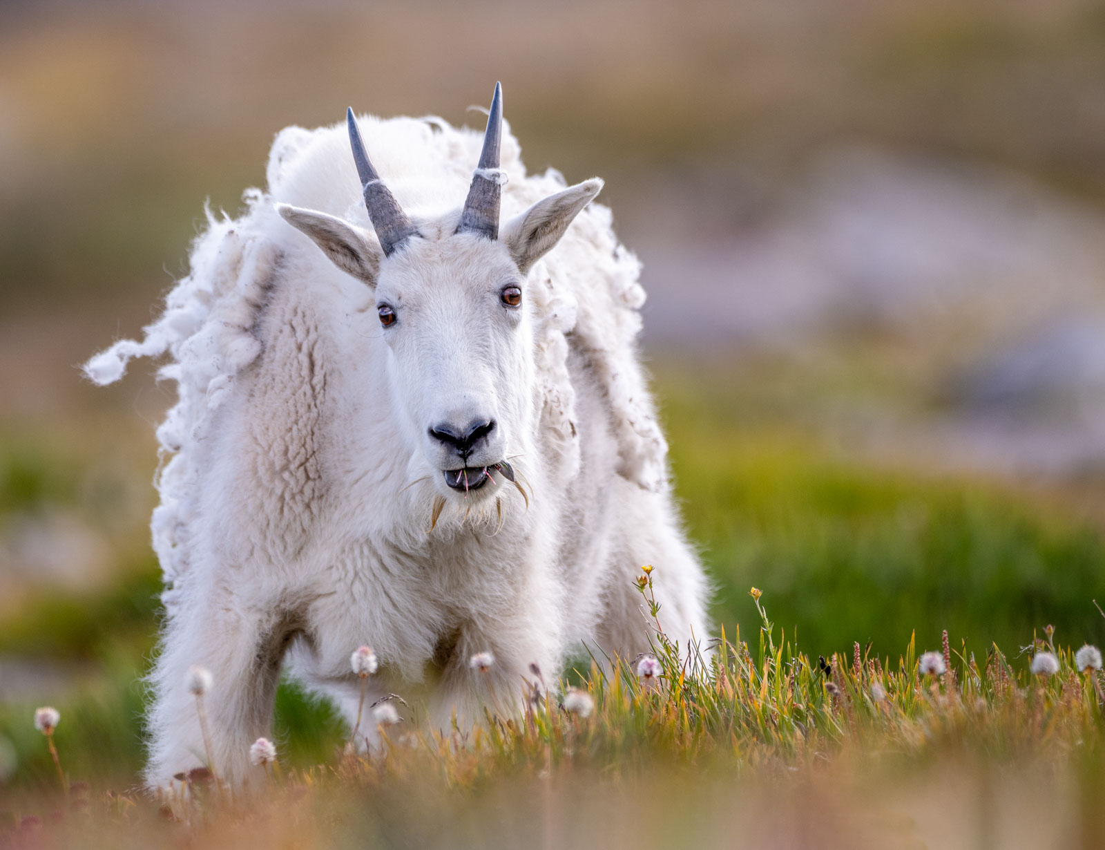How to Photograph Mountain Goats - Nature TTL