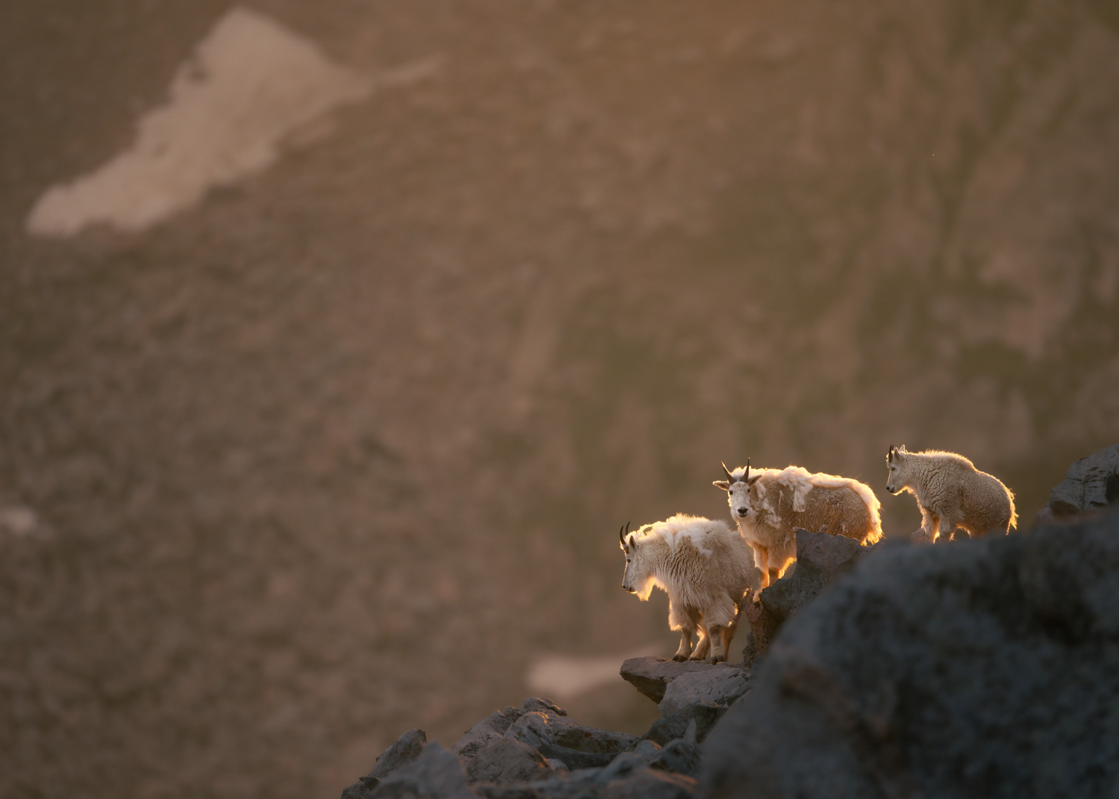How to Photograph Mountain Goats - Nature TTL