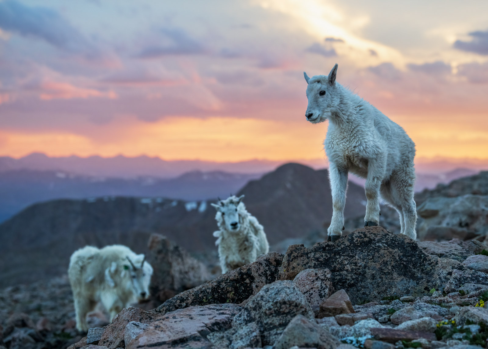 How to Photograph Mountain Goats - Nature TTL