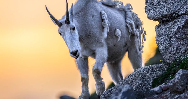 How to Photograph Mountain Goats - Nature TTL