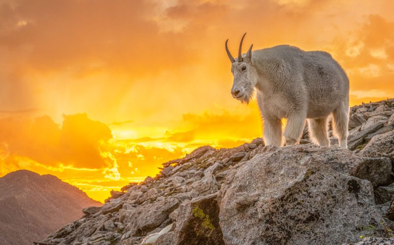 How to Photograph Mountain Goats - Nature TTL