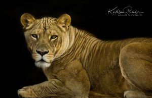 6 Wildlife Photo Editing Tips for Beginners - Nature TTL