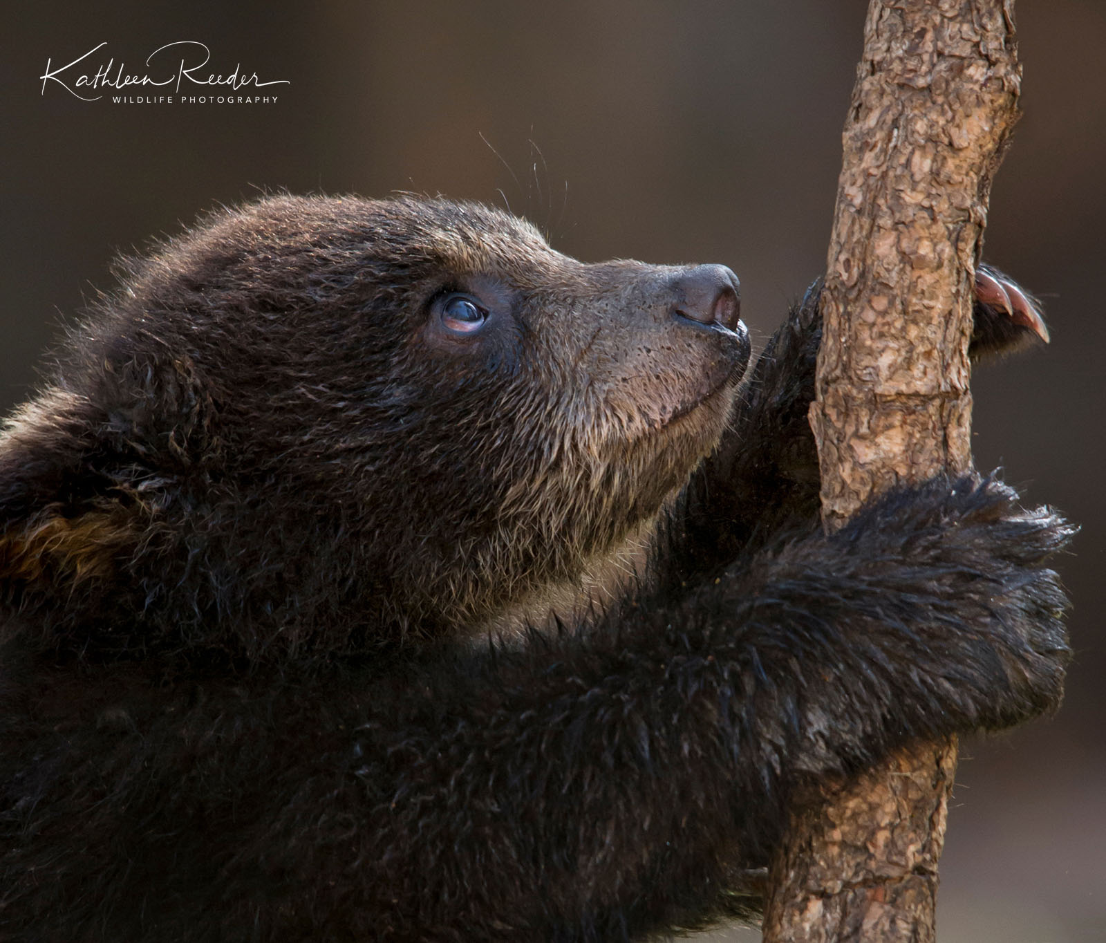 6 Wildlife Photo Editing Tips for Beginners - Nature TTL