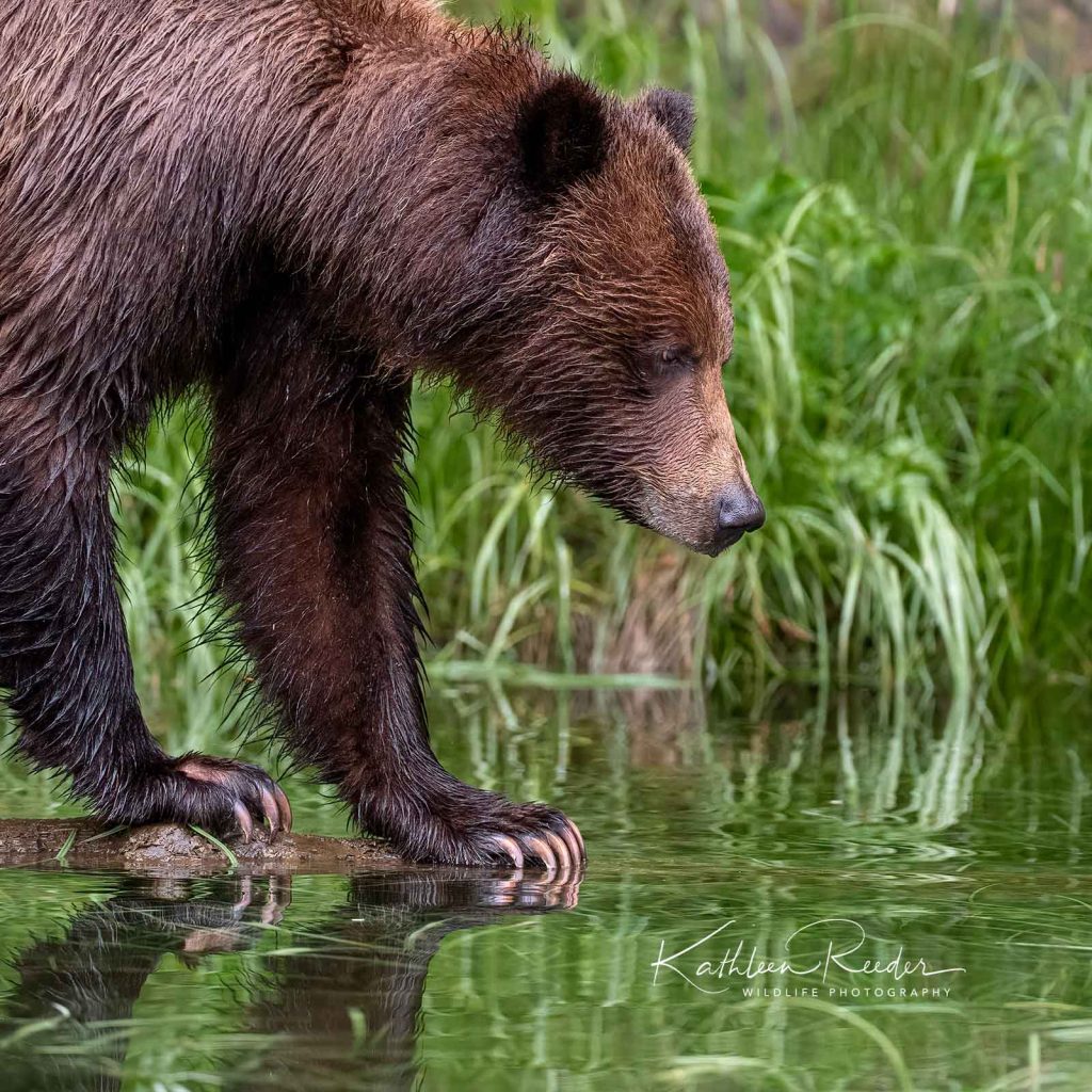 6 Wildlife Photo Editing Tips for Beginners - Nature TTL