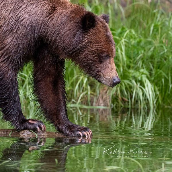 6 Wildlife Photo Editing Tips for Beginners - Nature TTL