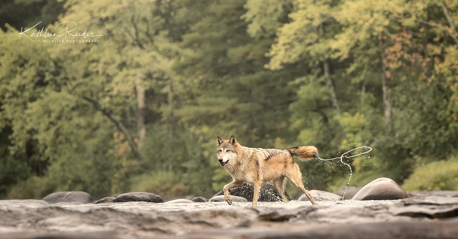 6 Wildlife Photo Editing Tips for Beginners - Nature TTL