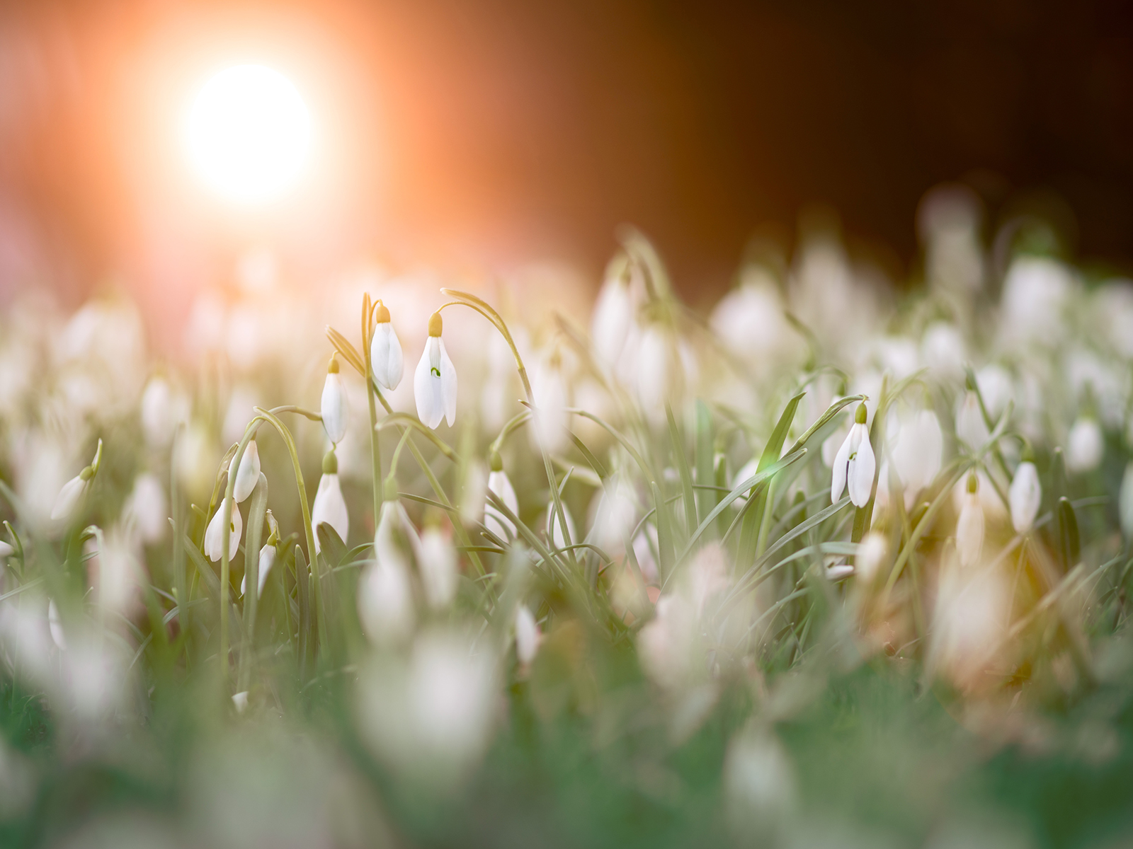 Weekly Photography Assignment: Signs of Spring - Nature TTL