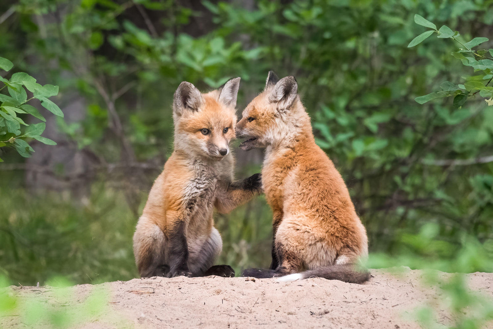 Alyce Bender: From Amateur to Professional - Nature TTL