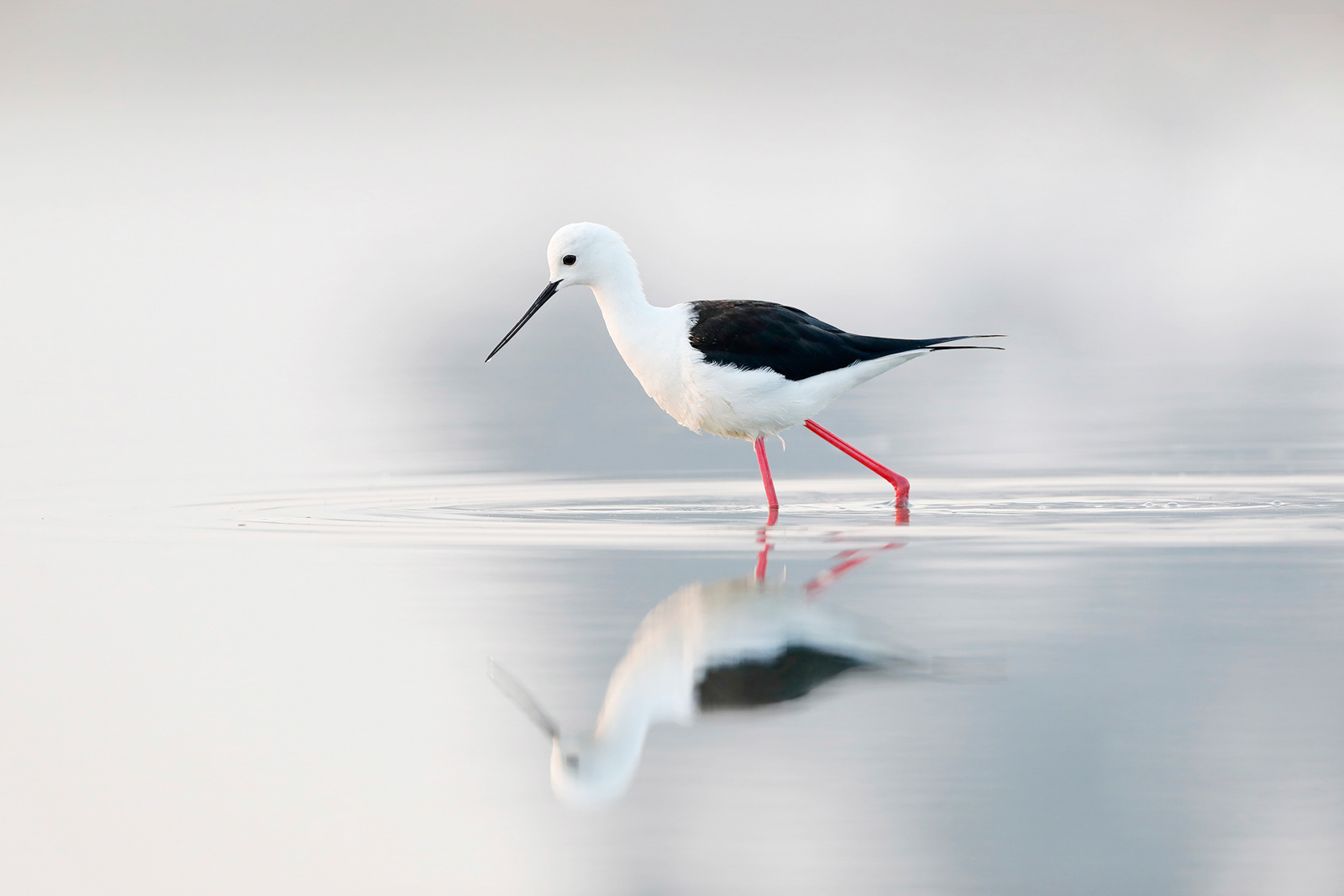 8 Ways to Take Your Nature Photography to the Next Level - Nature TTL