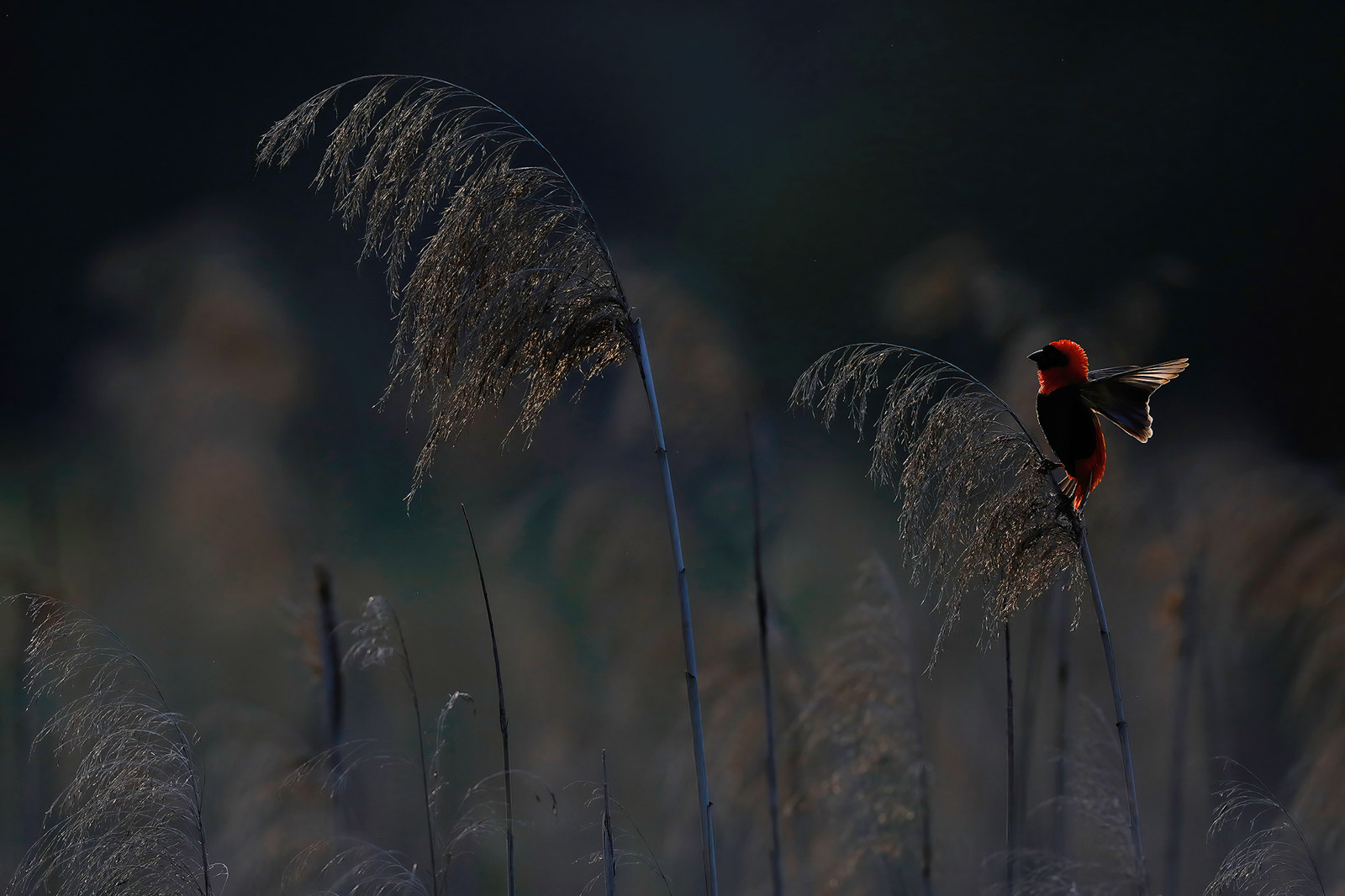 8 Ways to Take Your Nature Photography to the Next Level - Nature TTL