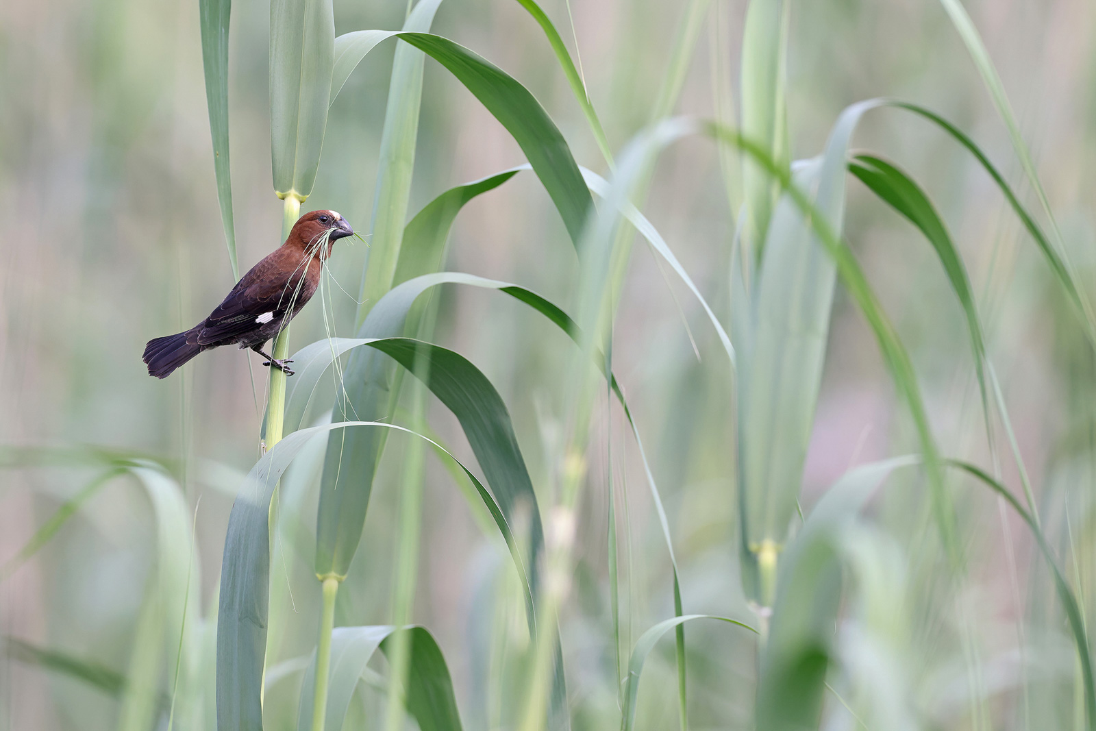 8 Ways to Take Your Nature Photography to the Next Level - Nature TTL