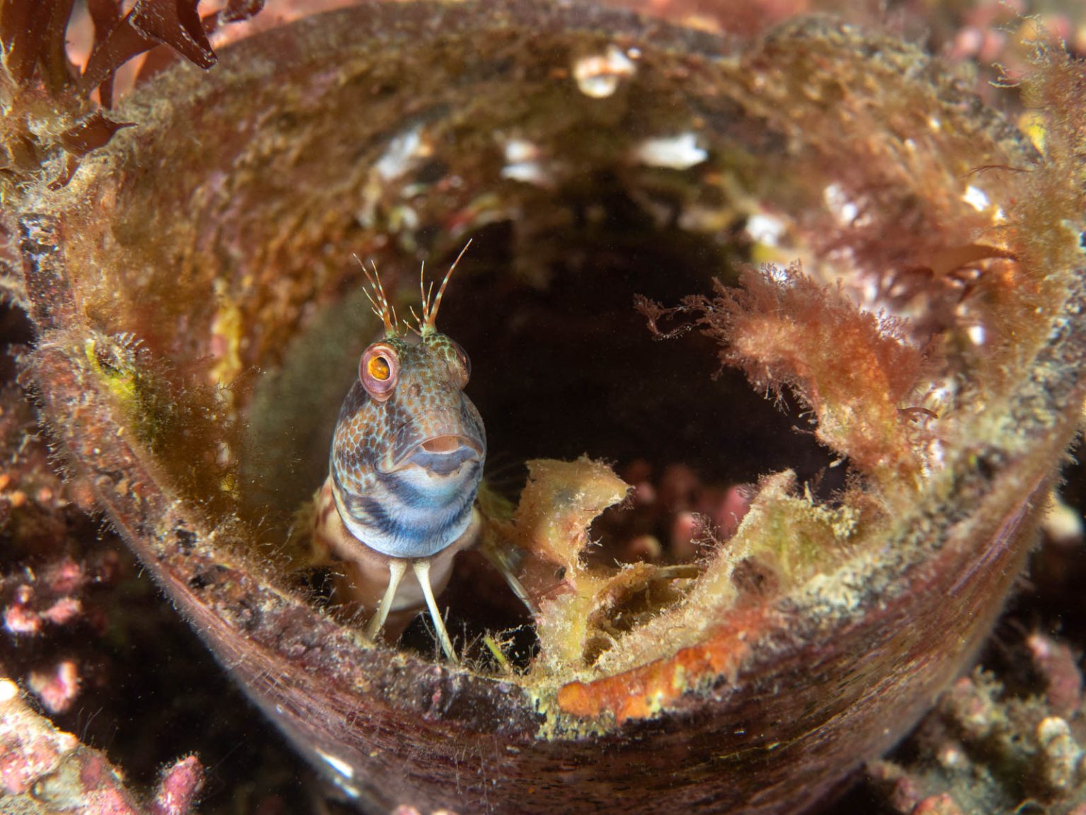 6 Best Cornwall Diving Sites for Underwater Photography - Nature TTL