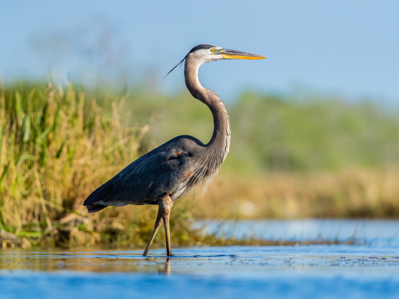 Wildlife Photography Guide to Everglades National Park (and Beyond ...