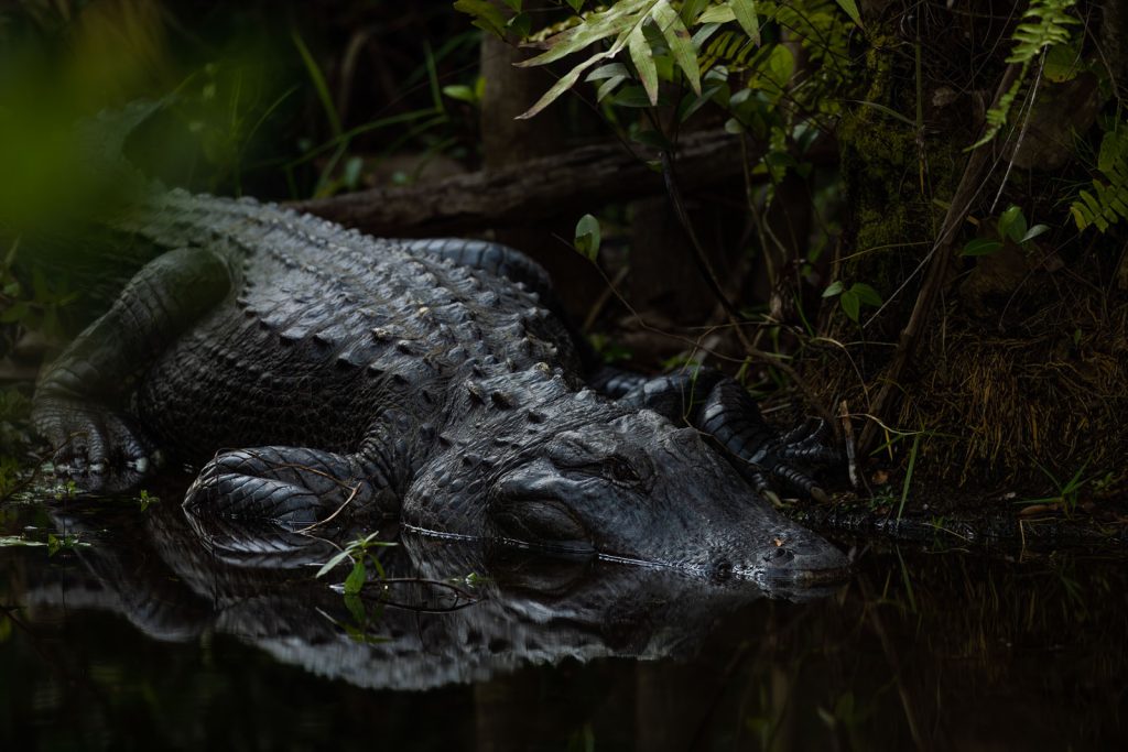 Wildlife Photography Guide to Everglades National Park (and Beyond ...