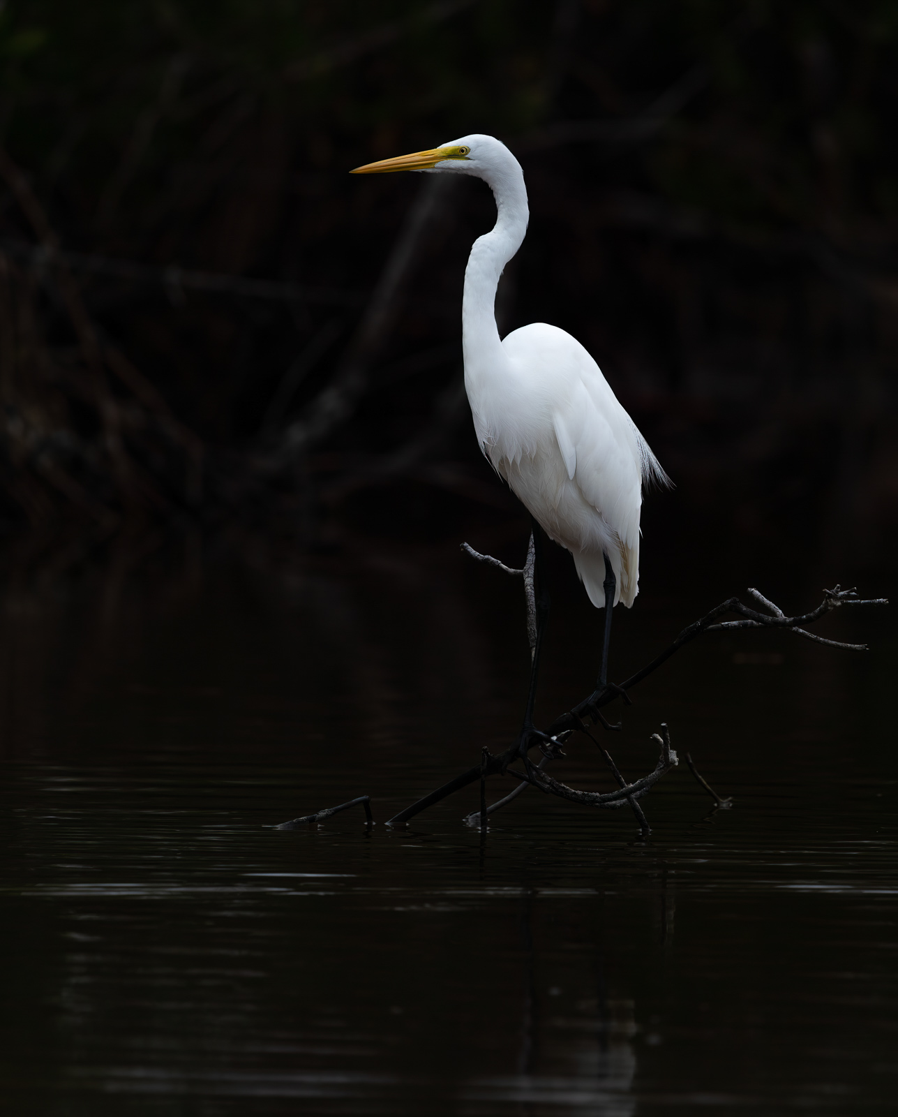 Wildlife Photography Guide to Everglades National Park (and Beyond ...