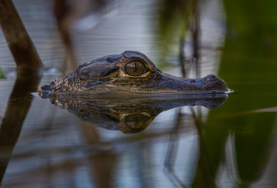 Wildlife Photography Guide to Everglades National Park (and Beyond ...