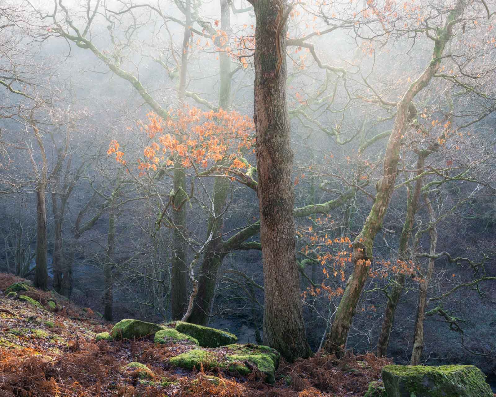 Healing Trees: A Road to Recovery Through Woodland Photography - Nature TTL