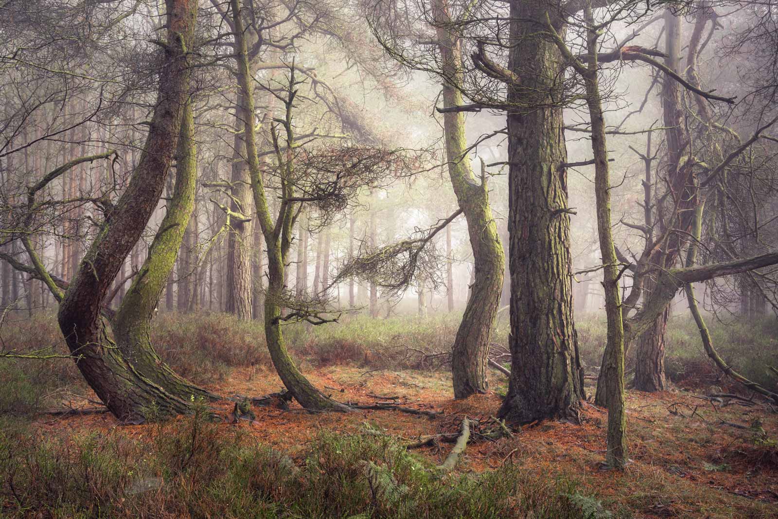 Healing Trees: A Road to Recovery Through Woodland Photography - Nature TTL