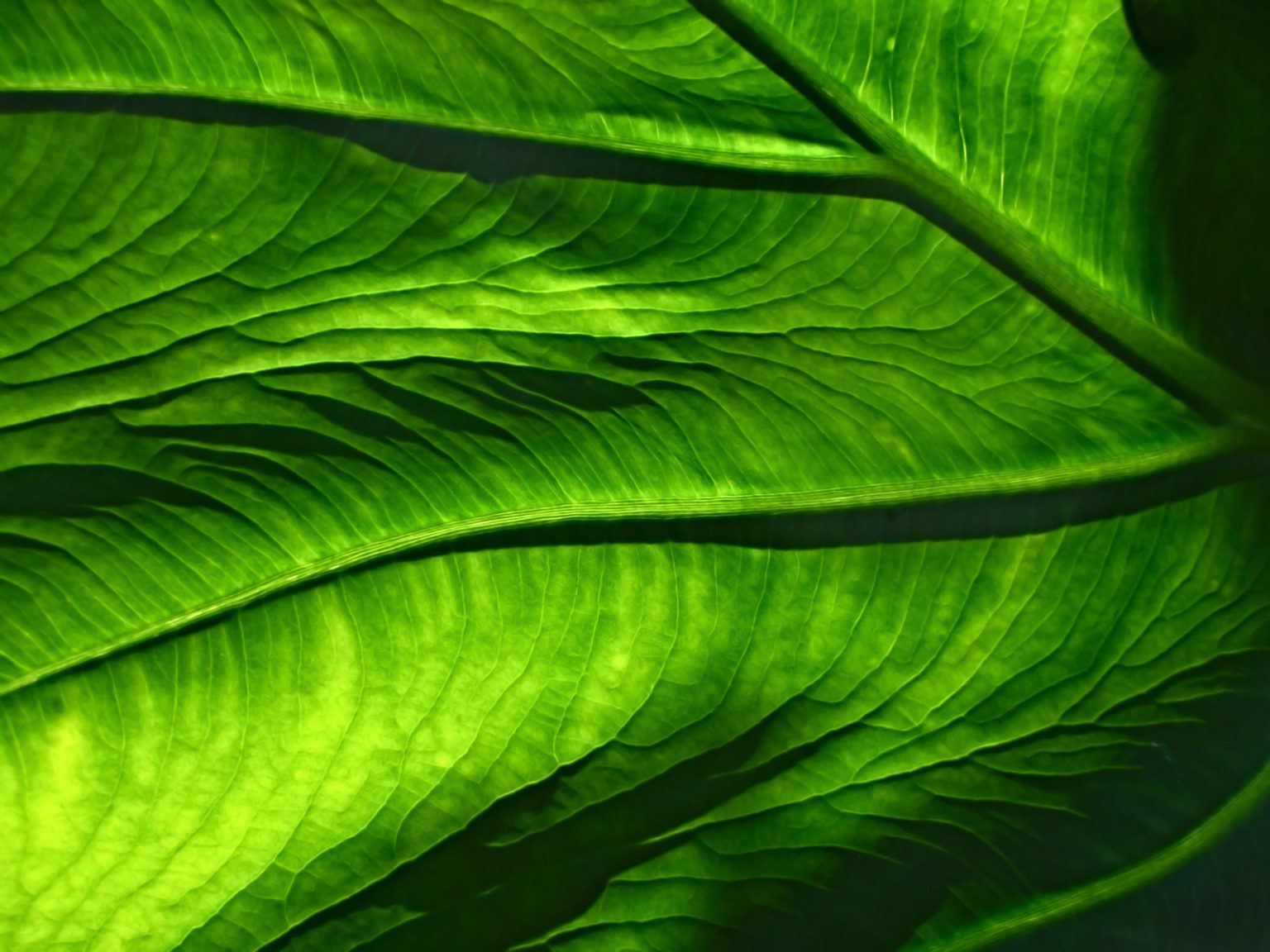 Weekly Photography Assignment Creative Nature Nature TTL