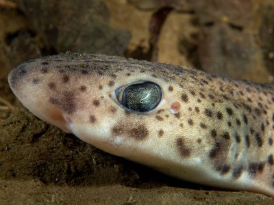 Wildlife Wonders Found Underwater in Scotland's Lochs - Nature TTL