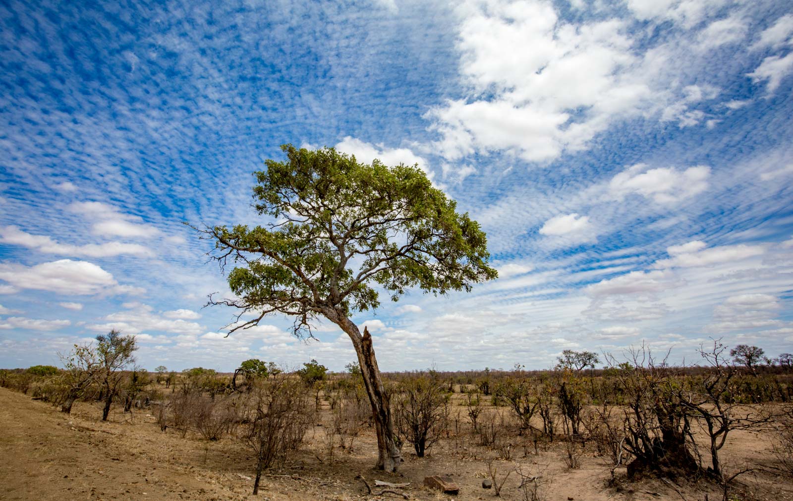 Kruger National Park Photography Guide - Nature TTL