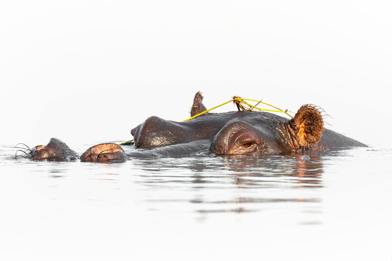 7 Tips for Taking High-Key and Low-Key Photography on Safari - Nature TTL