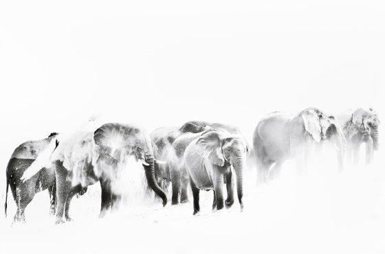 The Wildlife of Madagascar's Rainforests - Nature TTL