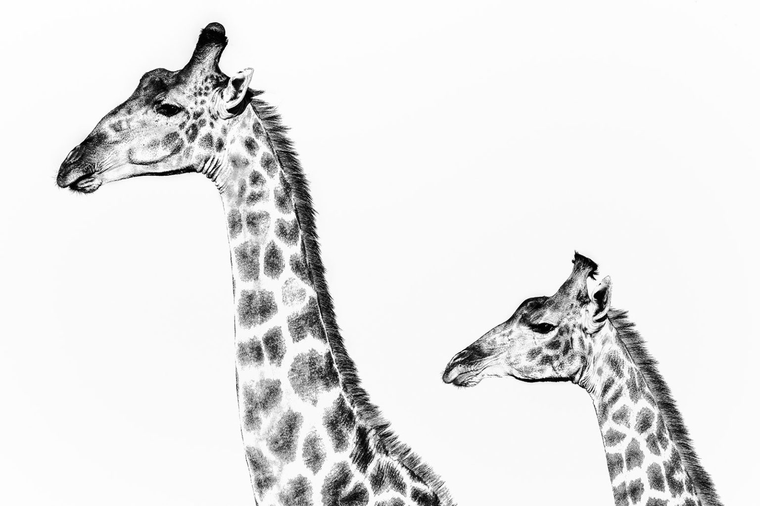 7 Tips for Taking High-Key and Low-Key Photography on Safari - Nature TTL