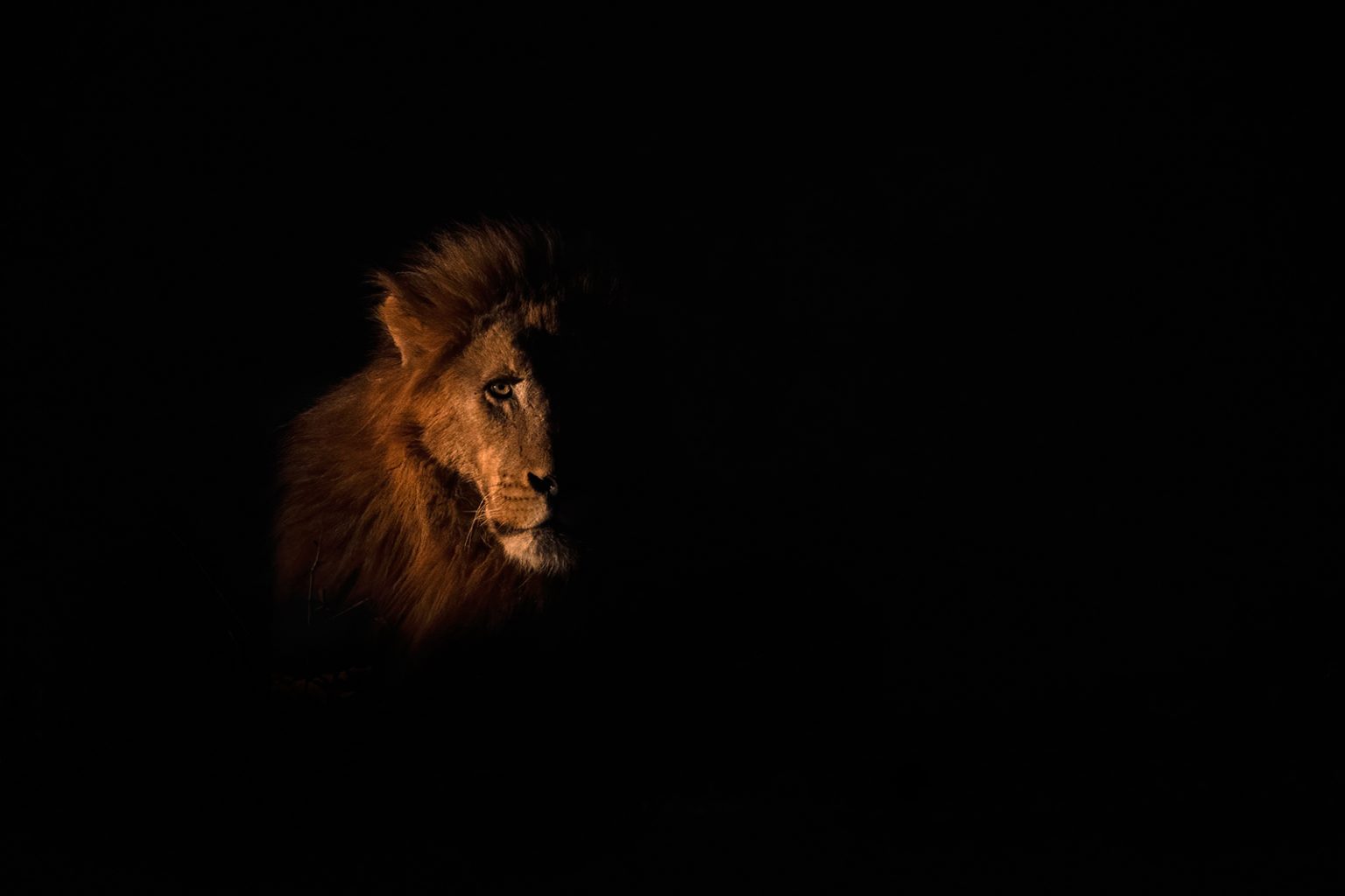 7 Tips for Taking High-Key and Low-Key Photography on Safari - Nature TTL