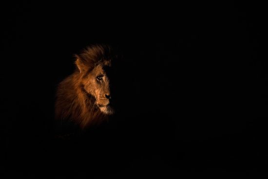 7 Tips for Taking High-Key and Low-Key Photography on Safari - Nature TTL