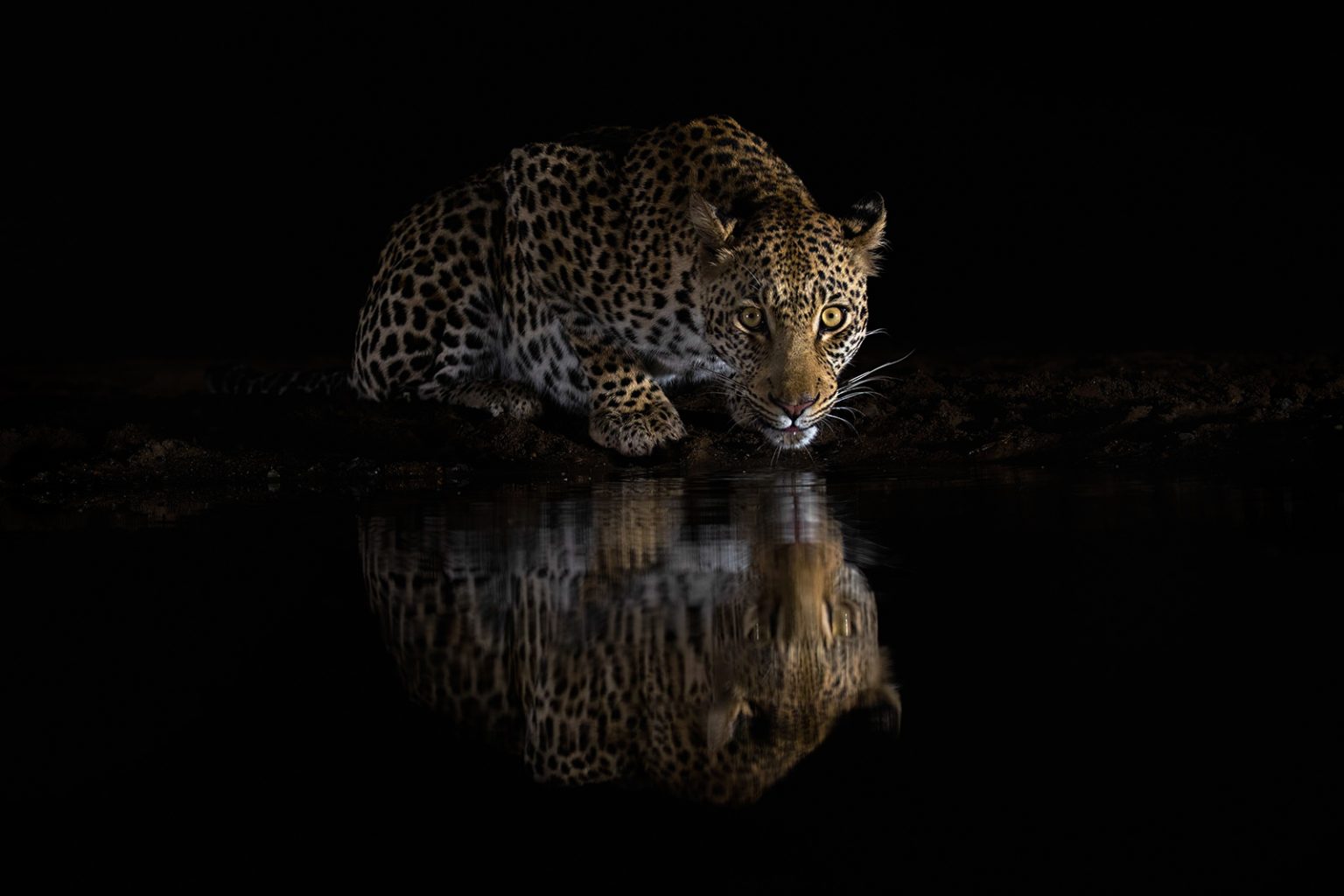 7 Tips for Taking High-Key and Low-Key Photography on Safari - Nature TTL