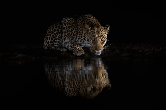 7 Tips for Taking High-Key and Low-Key Photography on Safari - Nature TTL
