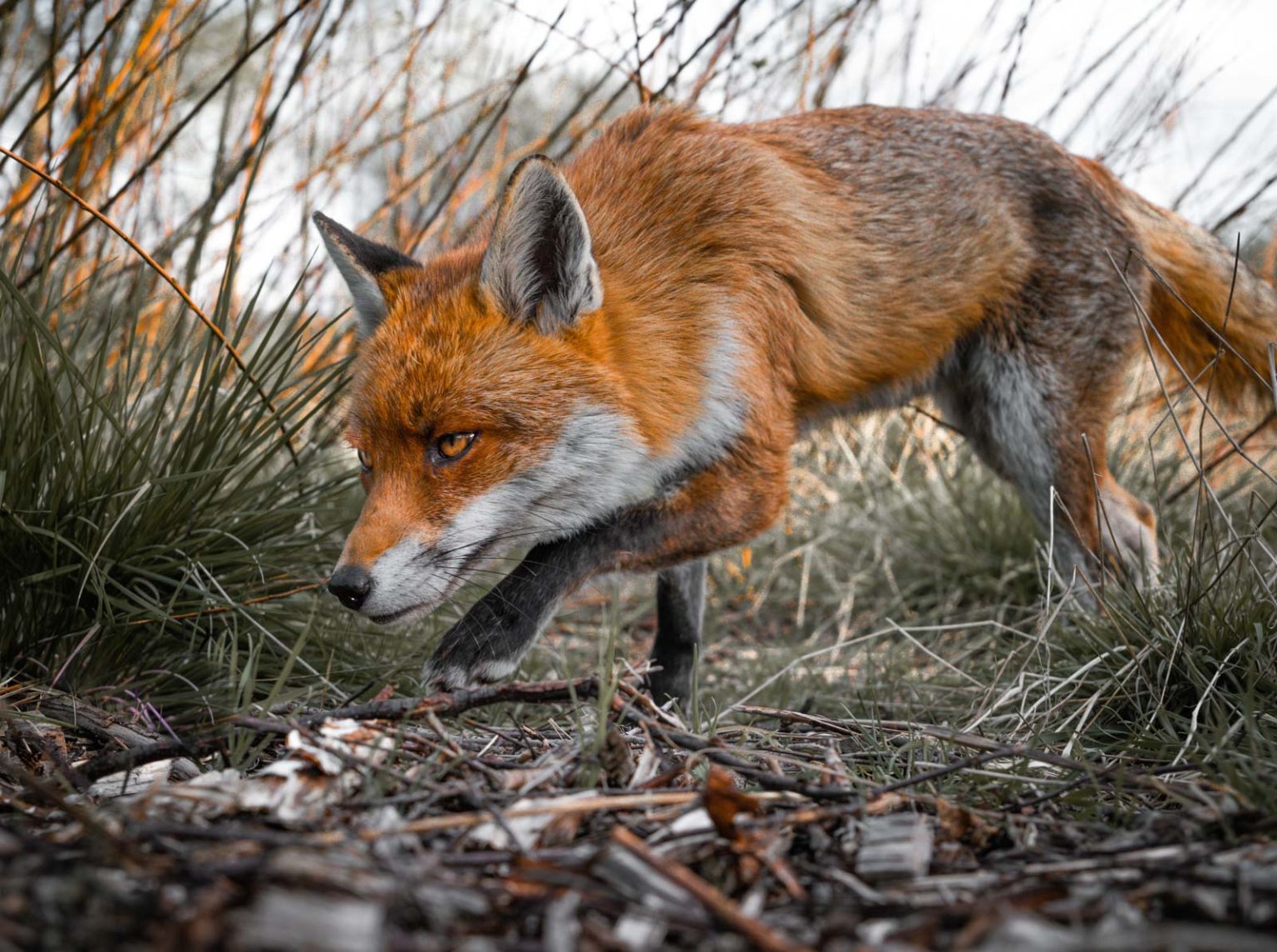 Charlie Page: The Secret to Taking Stand-Out Photos - Nature TTL