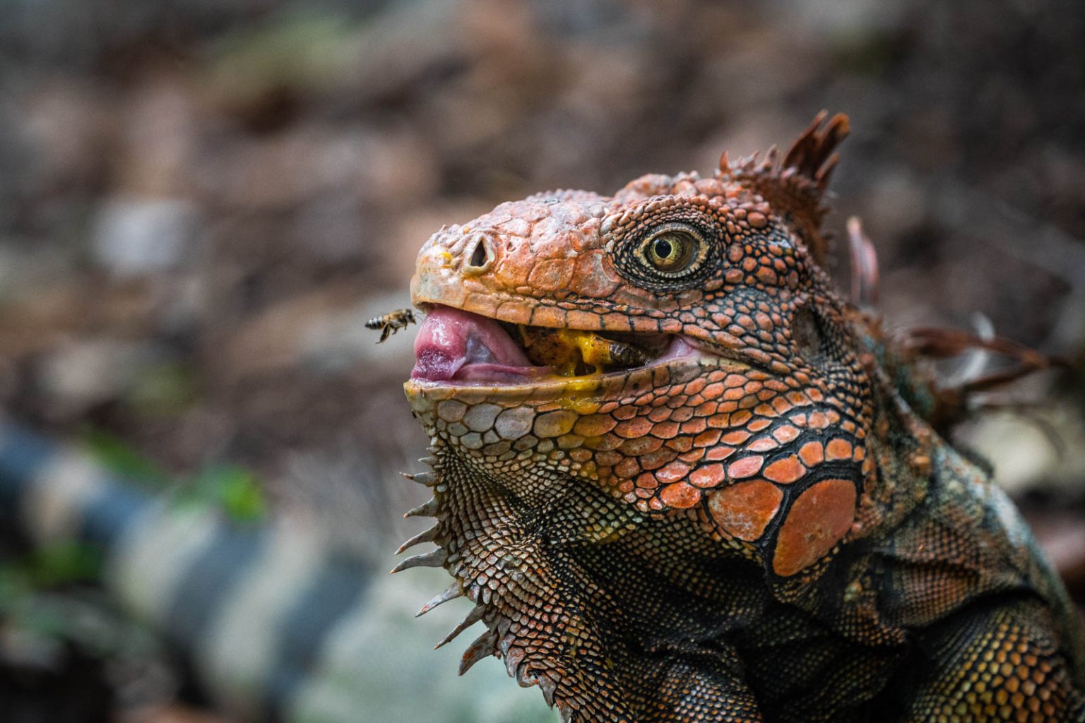 Charlie Page: The Secret to Taking Stand-Out Photos - Nature TTL