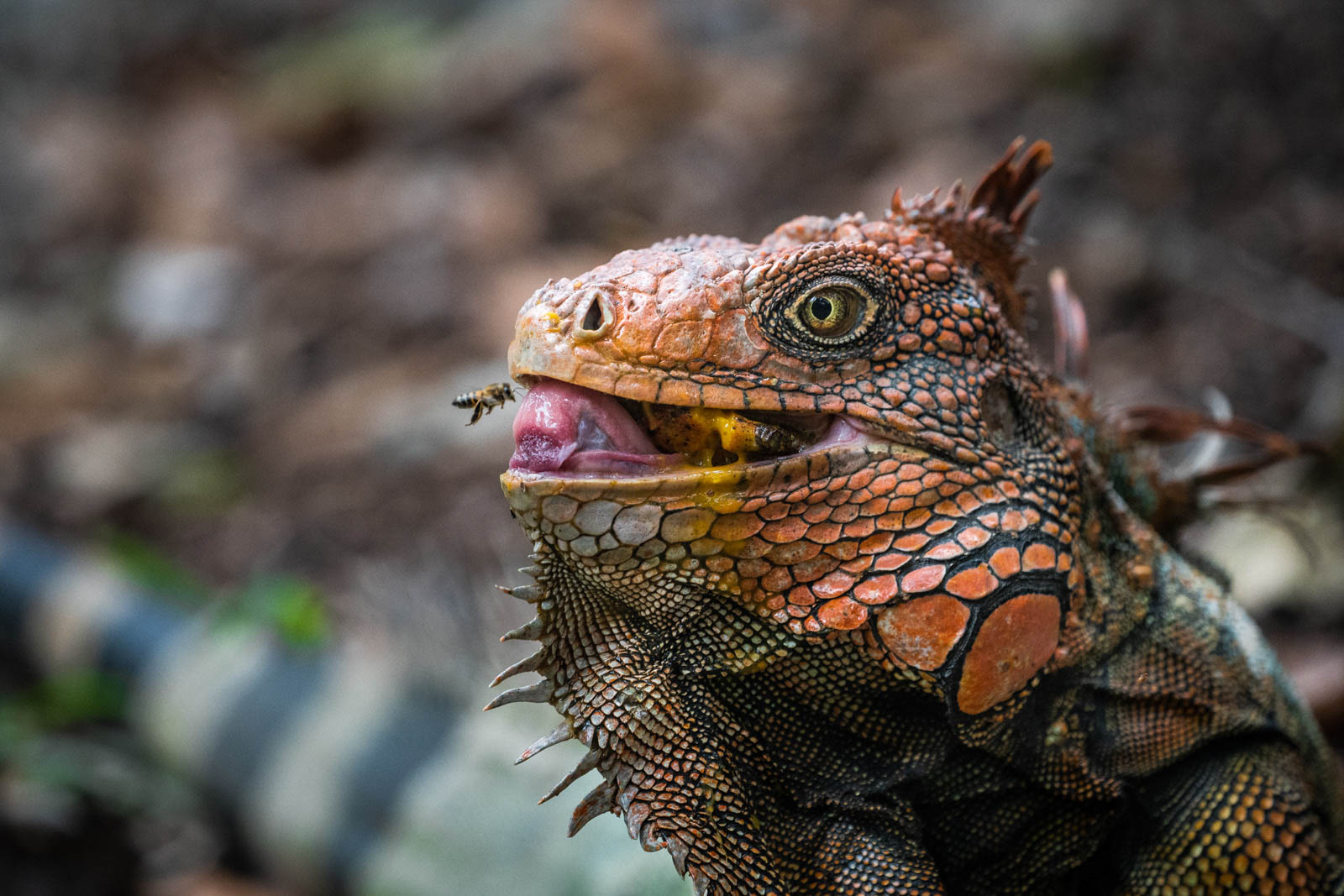 Charlie Page: The Secret to Taking Stand-Out Photos - Nature TTL