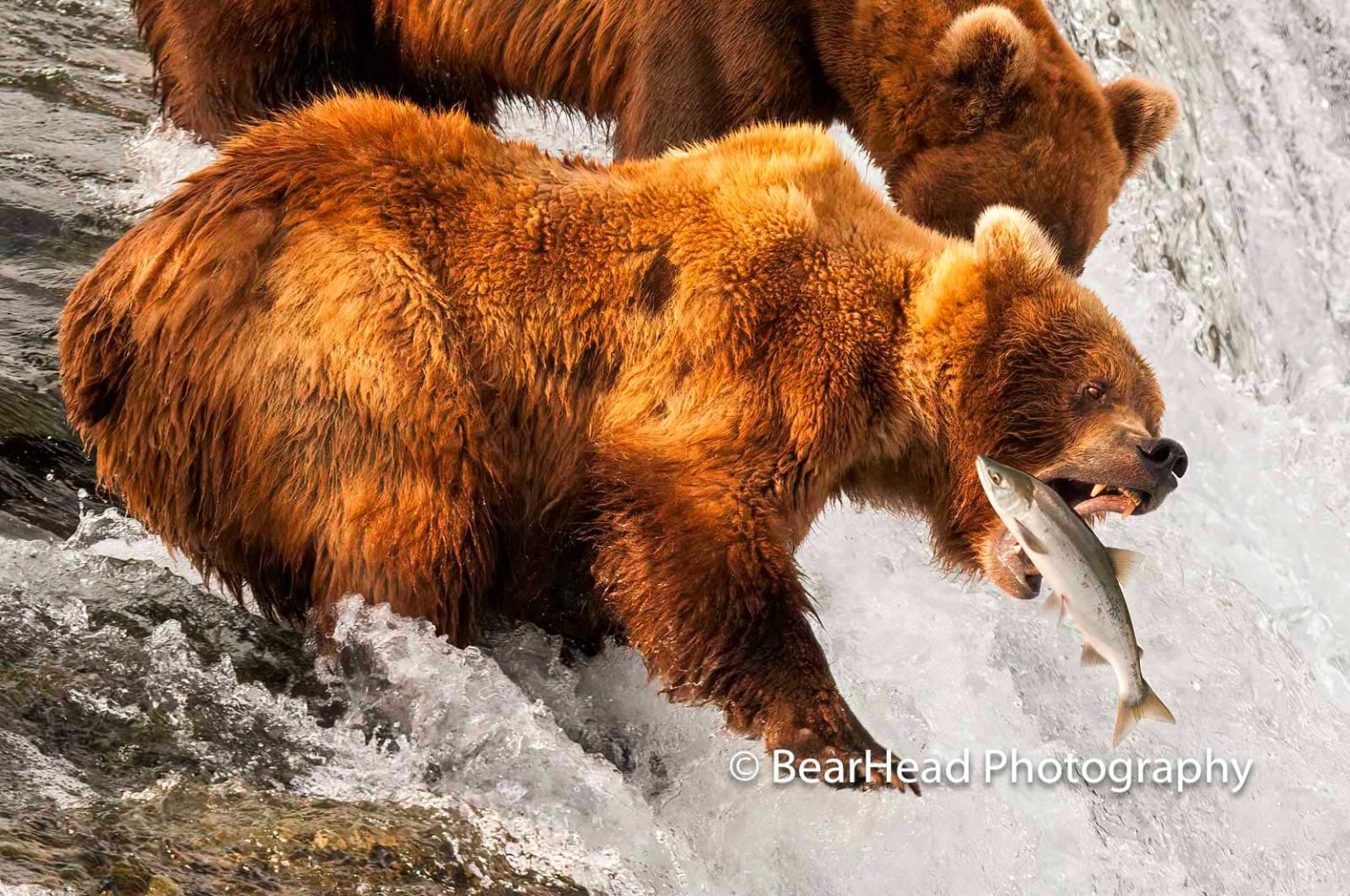 Nature Photography Tutorials - Nature TTL