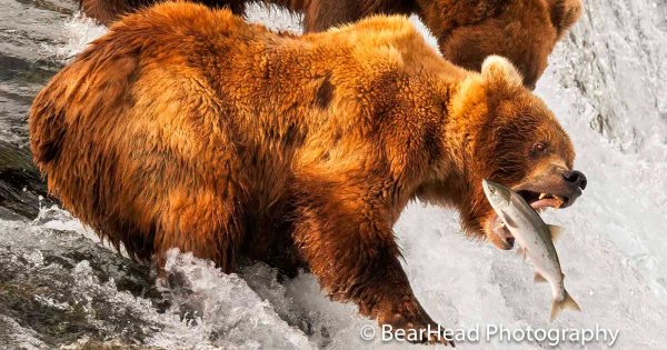 Where to Photograph Grizzly Bears in North America - Nature TTL