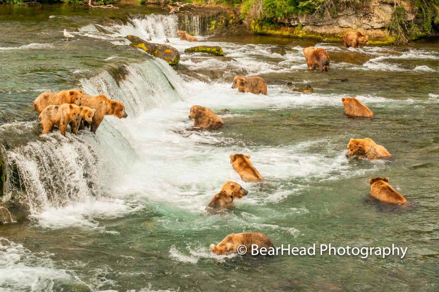 Where to Photograph Grizzly Bears in North America - Nature TTL