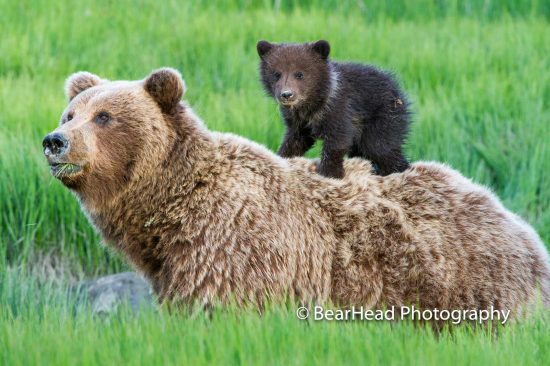 Where to Photograph Grizzly Bears in North America - Nature TTL