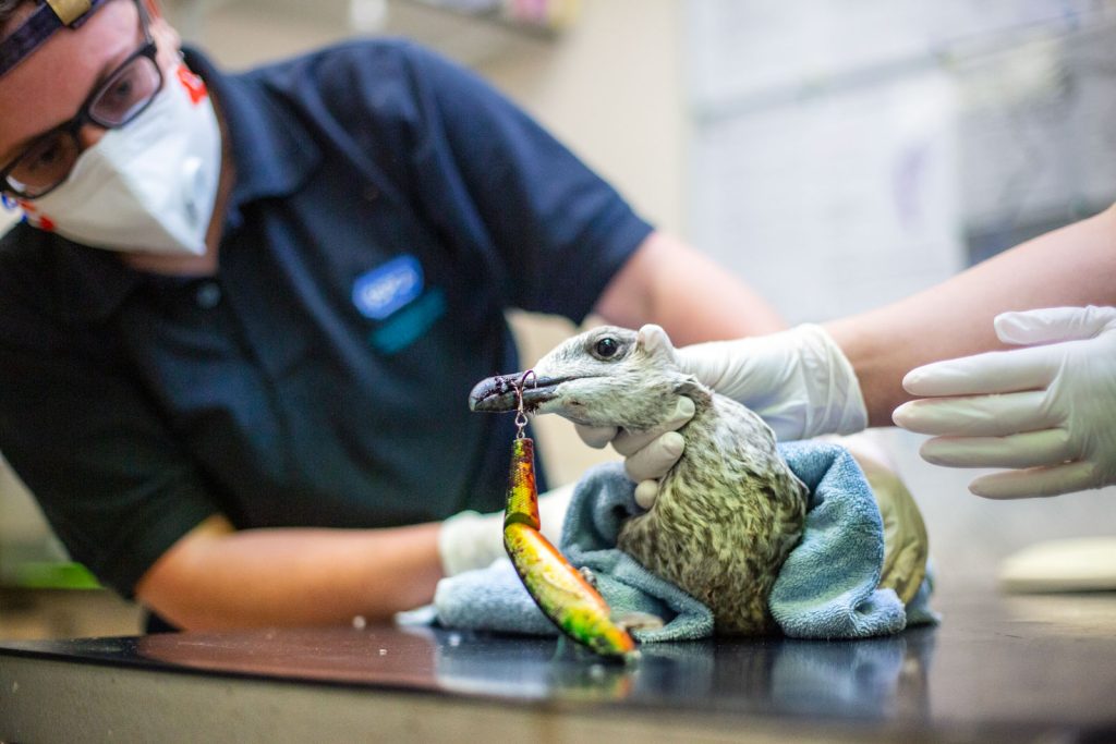 Award-Winning Photographs Capture Intimate Moments in Wildlife Rescue ...