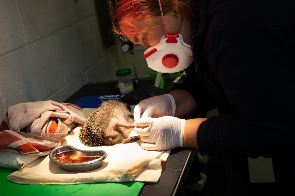 Award-Winning Photographs Capture Intimate Moments in Wildlife Rescue ...