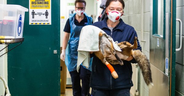 Award-Winning Photographs Capture Intimate Moments in Wildlife Rescue ...