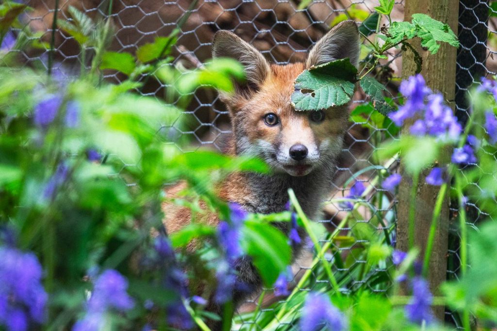 Award-Winning Photographs Capture Intimate Moments in Wildlife Rescue ...