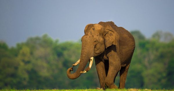 How to Photograph Asian Elephants - Nature TTL