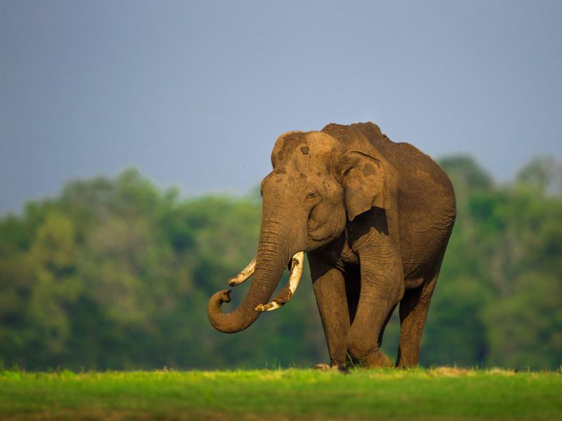 Live Wildlife Cameras You Can Watch During Lockdown - Nature TTL